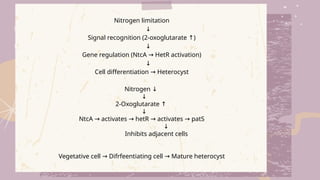 Heterocyst differentiation in anabaena.pptx