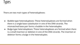 Heteroduplex Analysis (1).pdf....,,,,,,, | PDF
