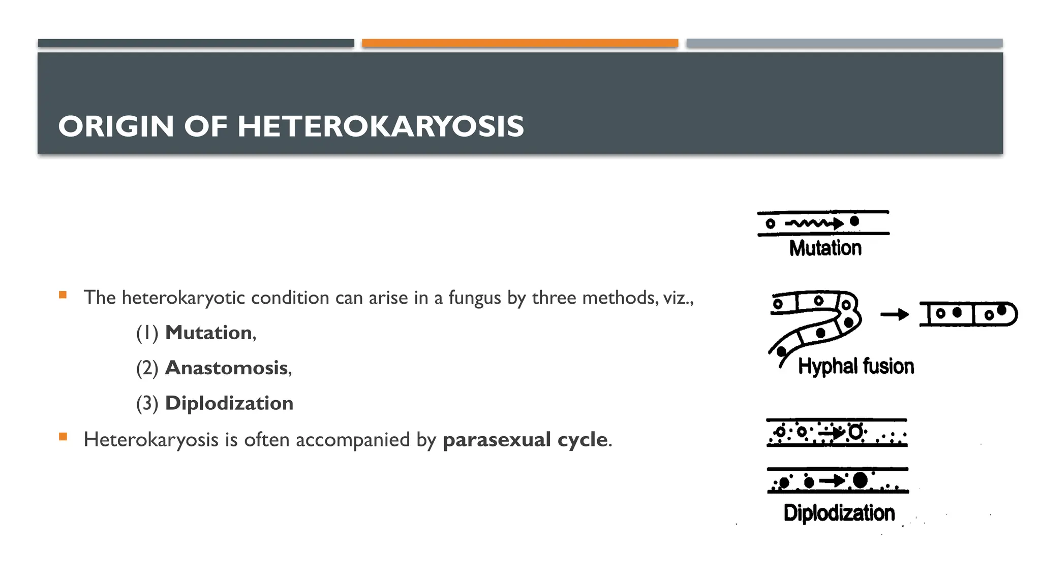 HETEROKARYOSIS IN FUNGI- GENETICALLY DIFFERENT NUCLEI | PPTX