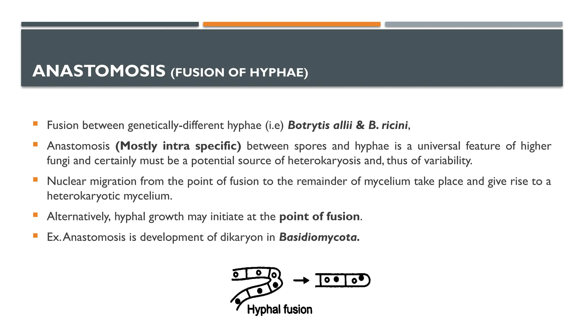 HETEROKARYOSIS IN FUNGI- GENETICALLY DIFFERENT NUCLEI | PPTX
