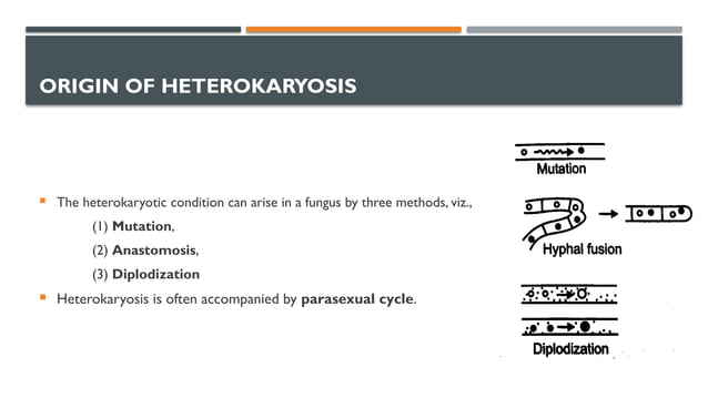 HETEROKARYOSIS IN FUNGI- GENETICALLY DIFFERENT NUCLEI | PPTX ...