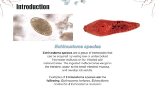 Heterophyes-Heterophyes-Echinostoma-Species-Casmer-Jubelag.pdf