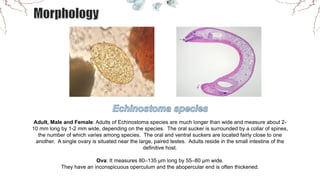 Heterophyes-Heterophyes-Echinostoma-Species-Casmer-Jubelag.pdf