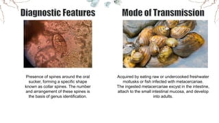 Heterophyes-Heterophyes-Echinostoma-Species-Casmer-Jubelag.pdf