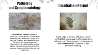 Heterophyes-Heterophyes-Echinostoma-Species-Casmer-Jubelag.pdf