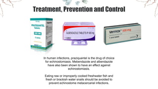 Heterophyes-Heterophyes-Echinostoma-Species-Casmer-Jubelag.pdf