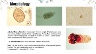 Heterophyes-Heterophyes-Echinostoma-Species-Casmer-Jubelag.pdf