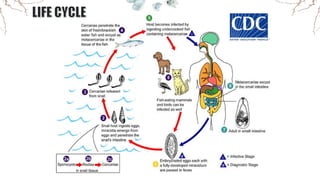 Heterophyes-Heterophyes-Echinostoma-Species-Casmer-Jubelag.pdf