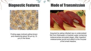 Heterophyes-Heterophyes-Echinostoma-Species-Casmer-Jubelag.pdf