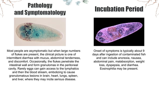 Heterophyes-Heterophyes-Echinostoma-Species-Casmer-Jubelag.pdf