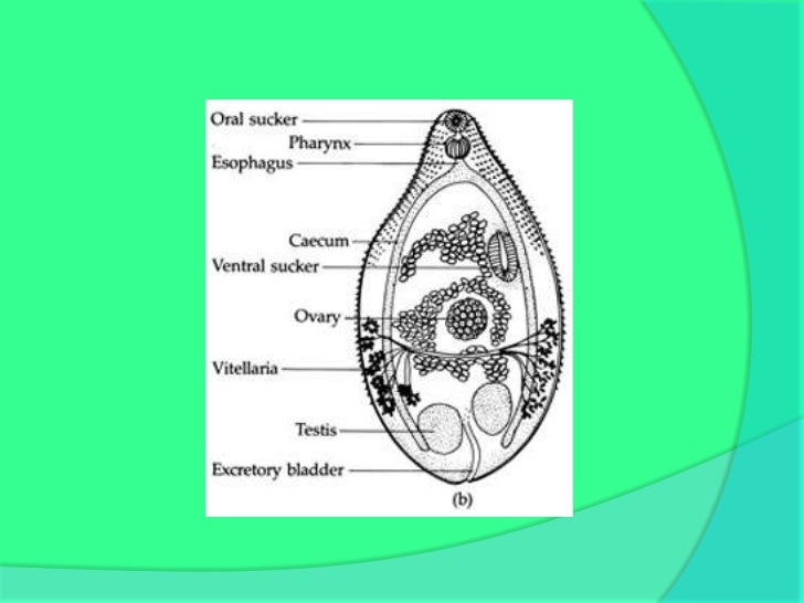 Rotulo De Ovo Heterophyes Heterophyes