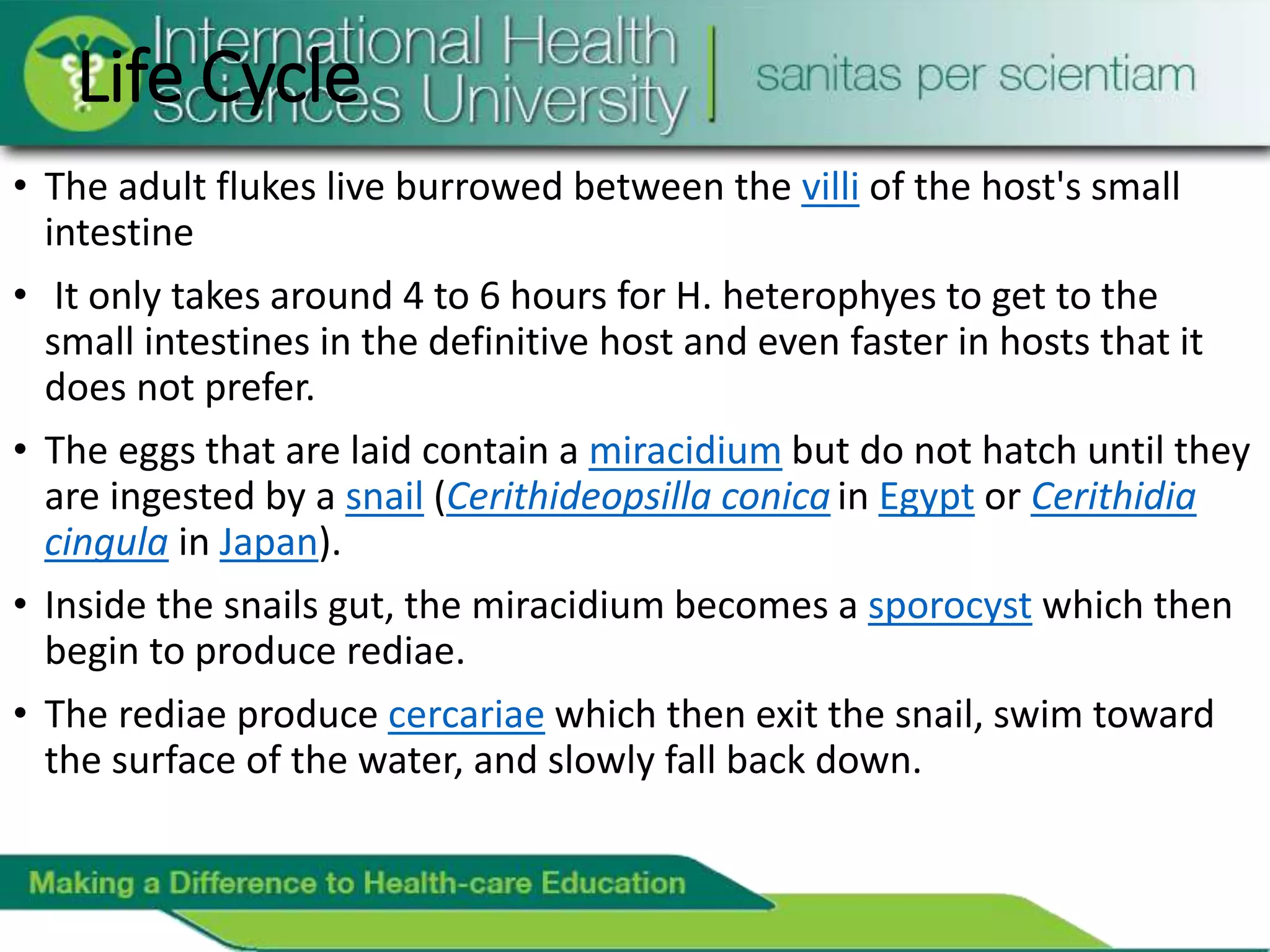 Heterophyes heterophyes | PPTX