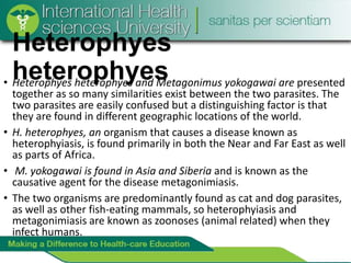 Heterophyes heterophyes | PPTX