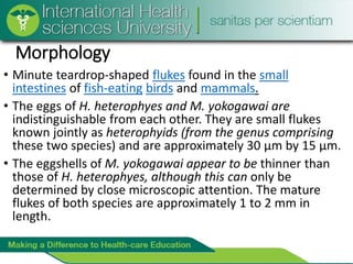 Heterophyes heterophyes | PPTX