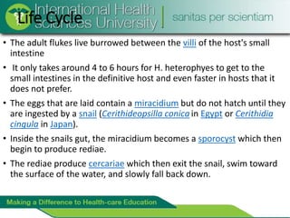 Heterophyes heterophyes | PPTX