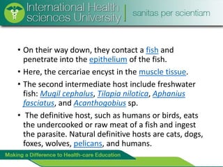 Heterophyes heterophyes | PPTX
