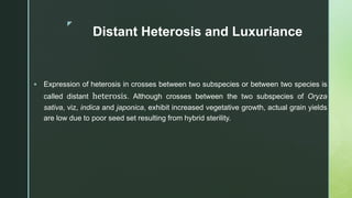 Heterosis.pptx