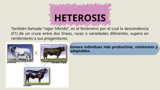 USO DE HETEROSIS MEJORAMIENTO GENÉTICO DE ANIMALES DE PRODUCCIÓN | PPTX
