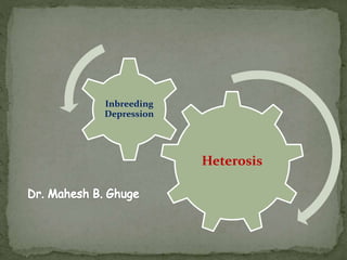 Heterosis breeding - Dr. Mahesh B. Ghuge | PPTX