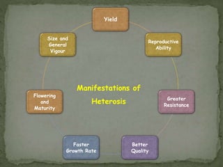 Heterosis breeding - Dr. Mahesh B. Ghuge | PPTX