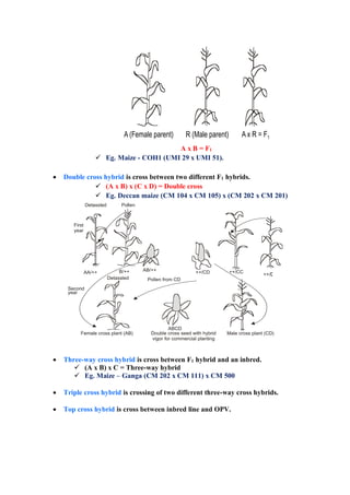 Heterosis breeding.pdf