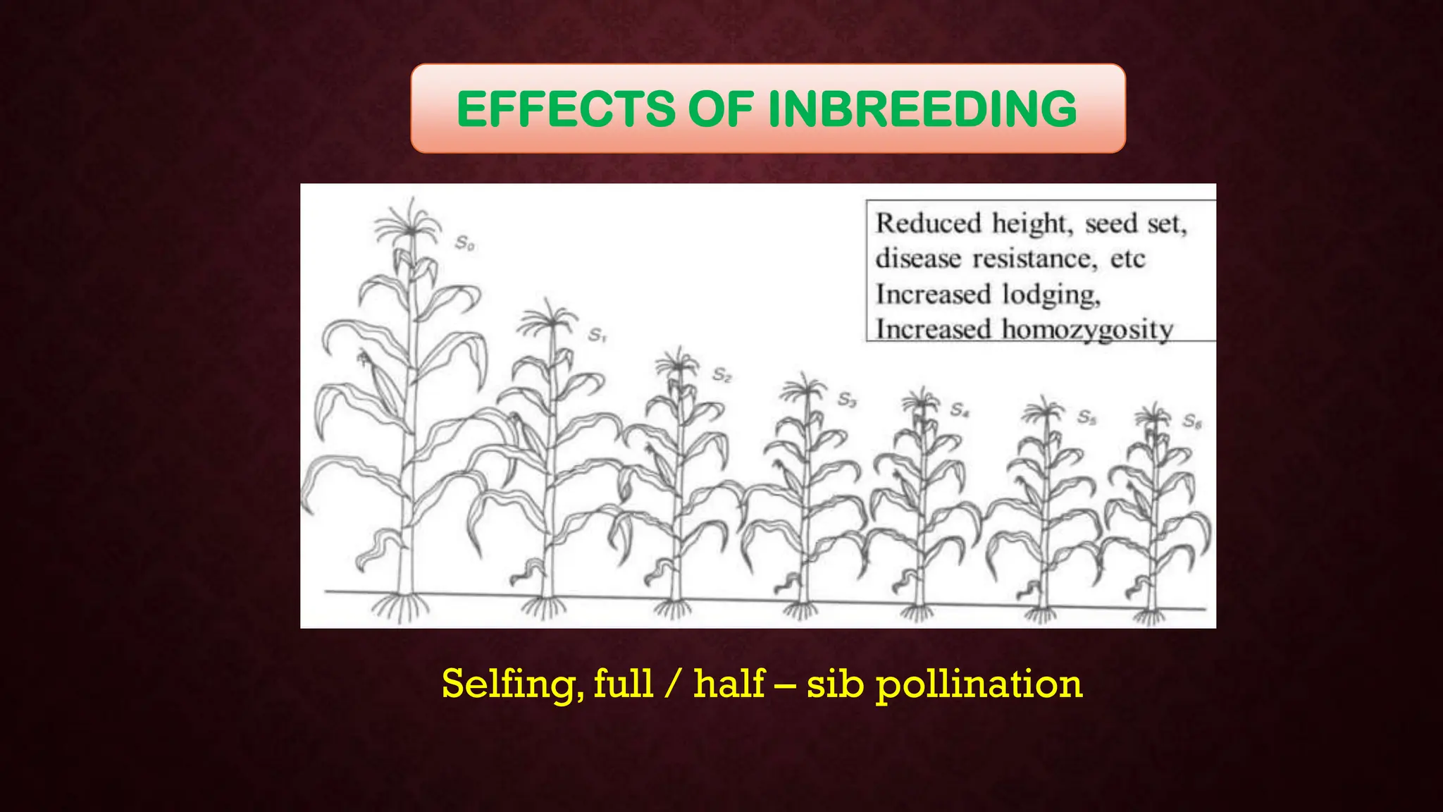 Heterosis breeding and inbreeding depression.pdf