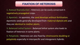 Heterosis breeding and inbreeding depression.pdf