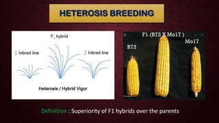 Heterosis breeding and inbreeding depression.pdf