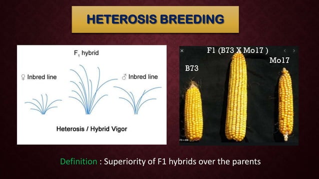 Heterosis breeding and inbreeding depression.pdf