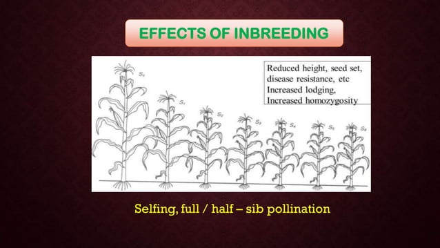 Heterosis breeding and inbreeding depression.pdf
