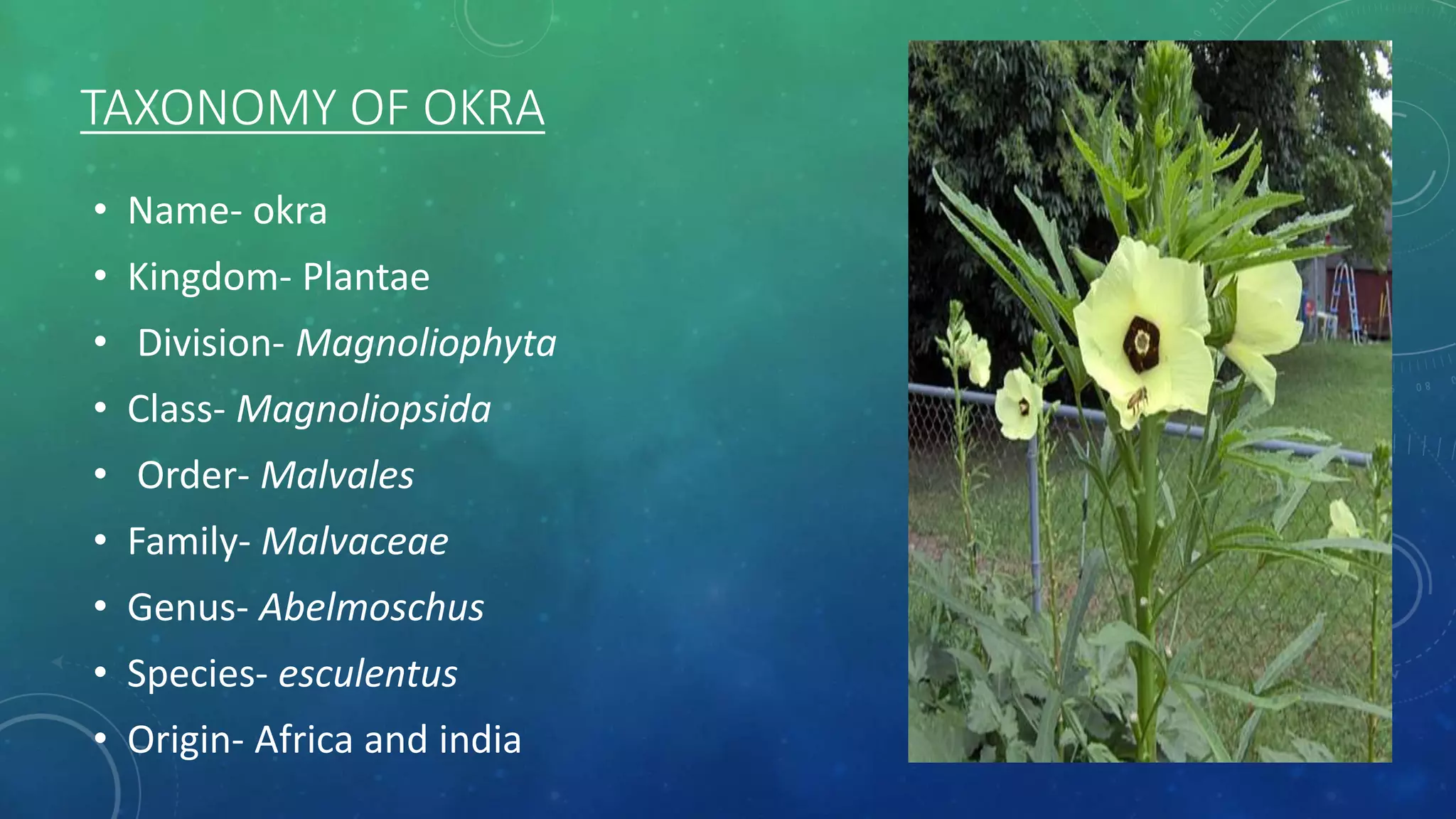 Heterosis breeding in okra and chilly | PPTX