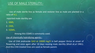 Heterosis breeding in okra and chilly | PPTX