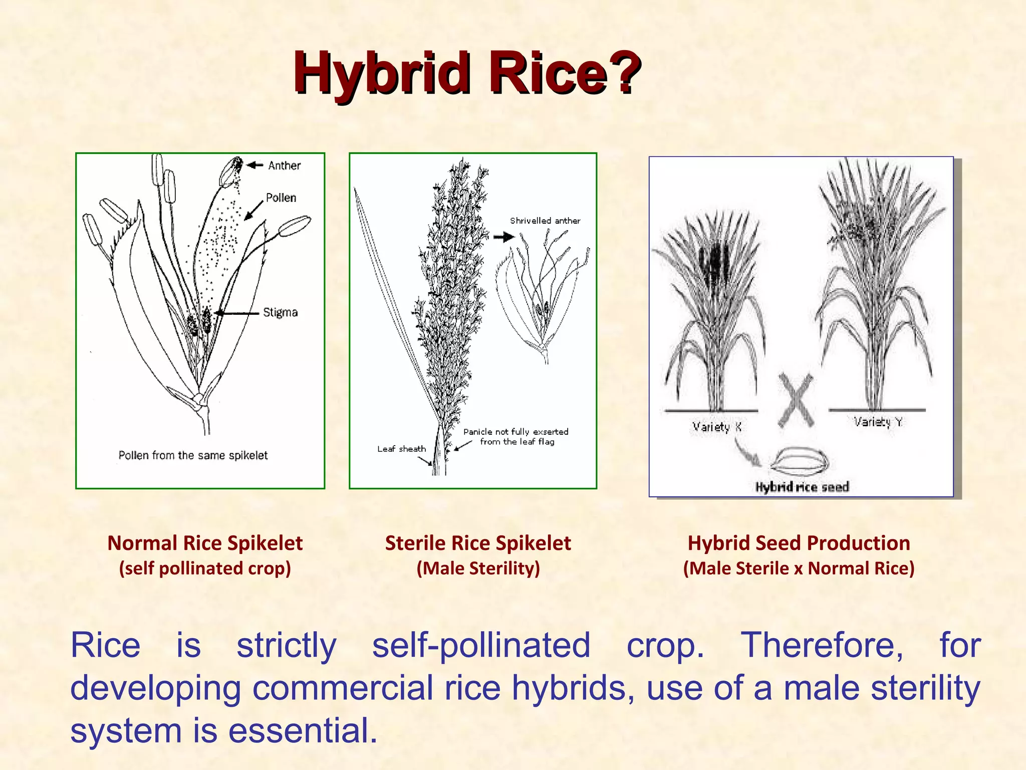Heterosis Breeding in Rice | PPT