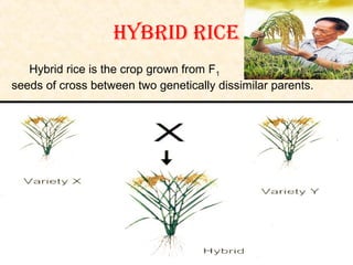 Heterosis Breeding in Rice | PPT