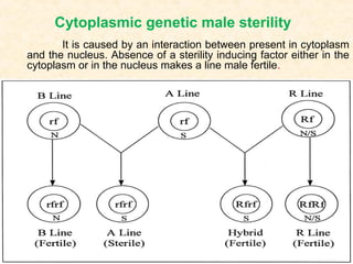 Heterosis Breeding in Rice | PPT