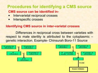 Heterosis Breeding in Rice | PPT