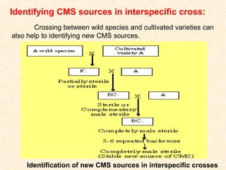 Heterosis Breeding in Rice | PPT