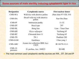 Heterosis Breeding in Rice | PPT