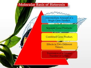 heterosis ppt zahid mushtaq 10.pptx