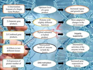 heterosis ppt zahid mushtaq 10.pptx