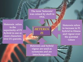 heterosis ppt zahid mushtaq 10.pptx