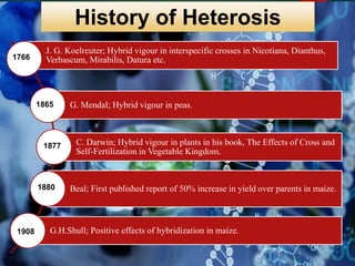 heterosis ppt zahid mushtaq 10.pptx