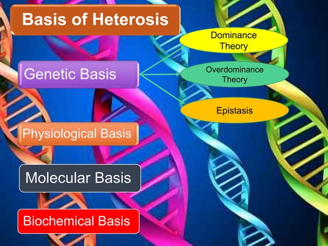 heterosis ppt zahid mushtaq 10.pptx