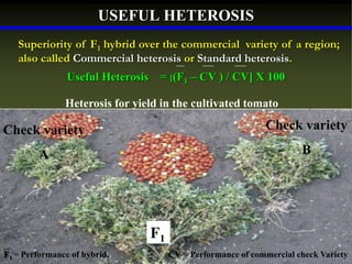 Heterosis ultimate goal for crop improvement.ppt