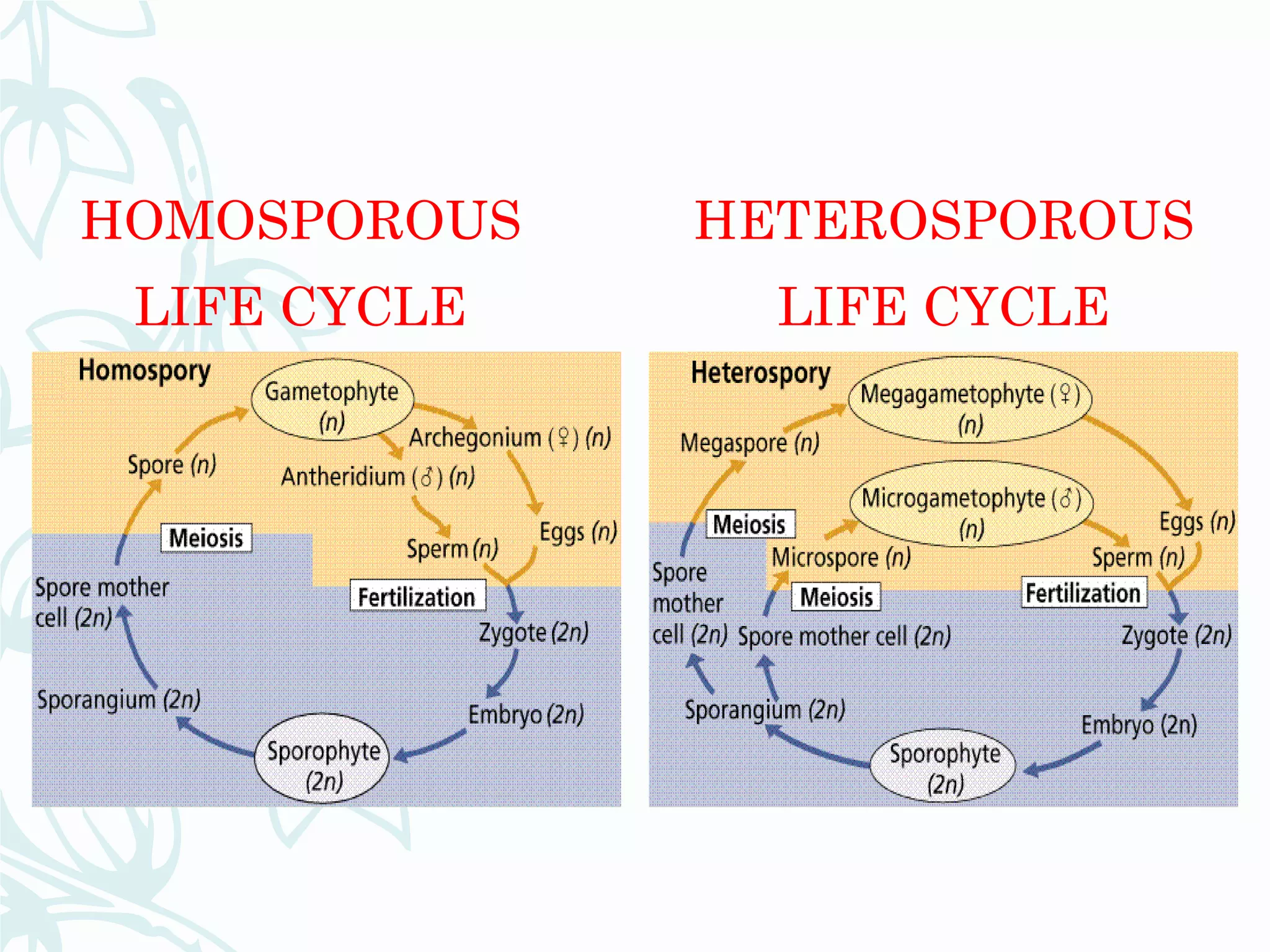 Heterospory and evolution of seed habit | PPTX