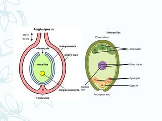 Heterospory and evolution of seed habit | PPTX