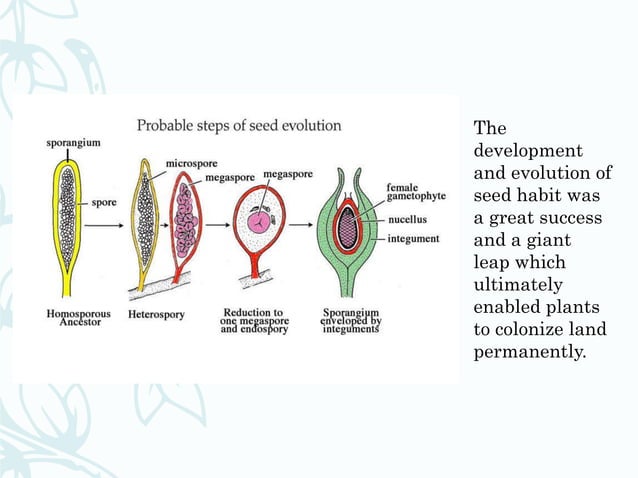Heterospory and evolution of seed habit | PPTX