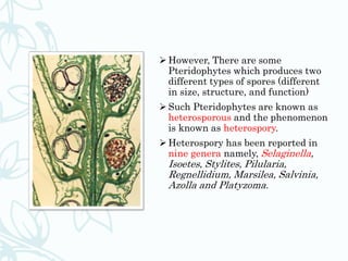 Heterospory and evolution of seed habit | PPTX