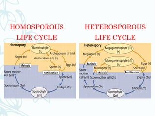 Heterospory and evolution of seed habit | PPTX