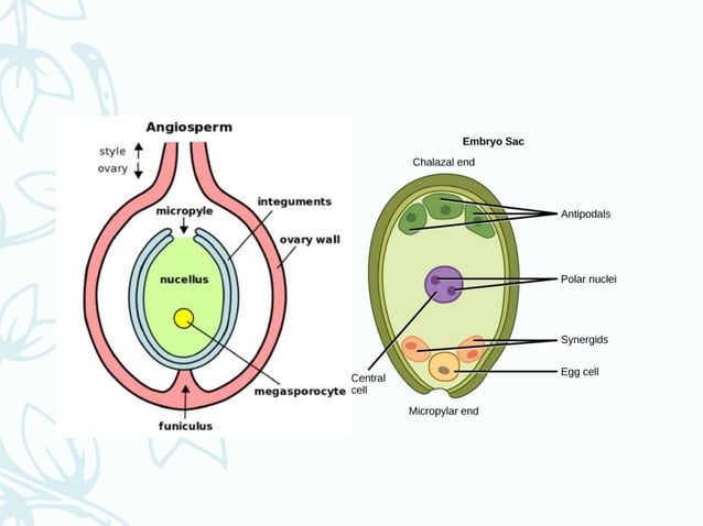 Heterospory and evolution of seed habit | PPT